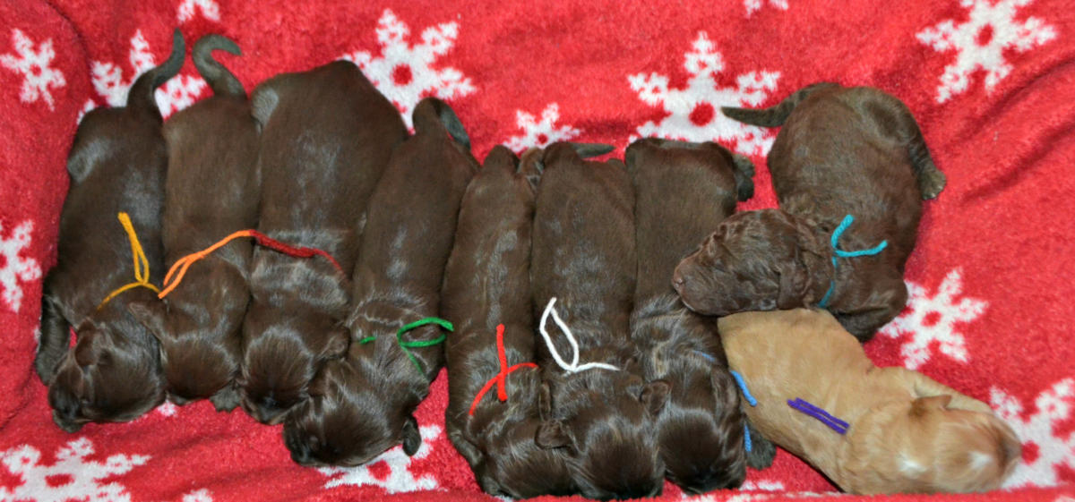 Canola- homed - Labe’s Australian Cobberdogs