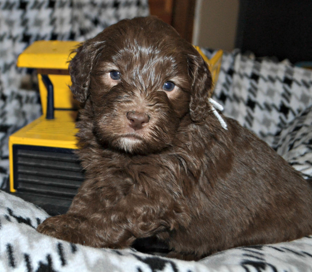 Bennie- homed - Labe’s Australian Cobberdogs