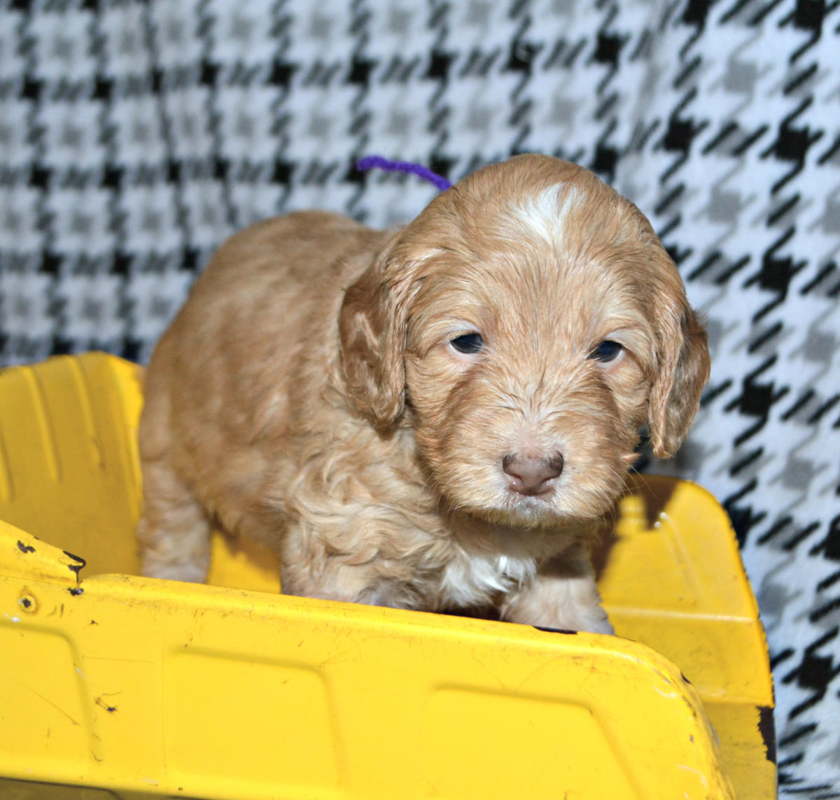 Canola- homed - Labe’s Australian Cobberdogs