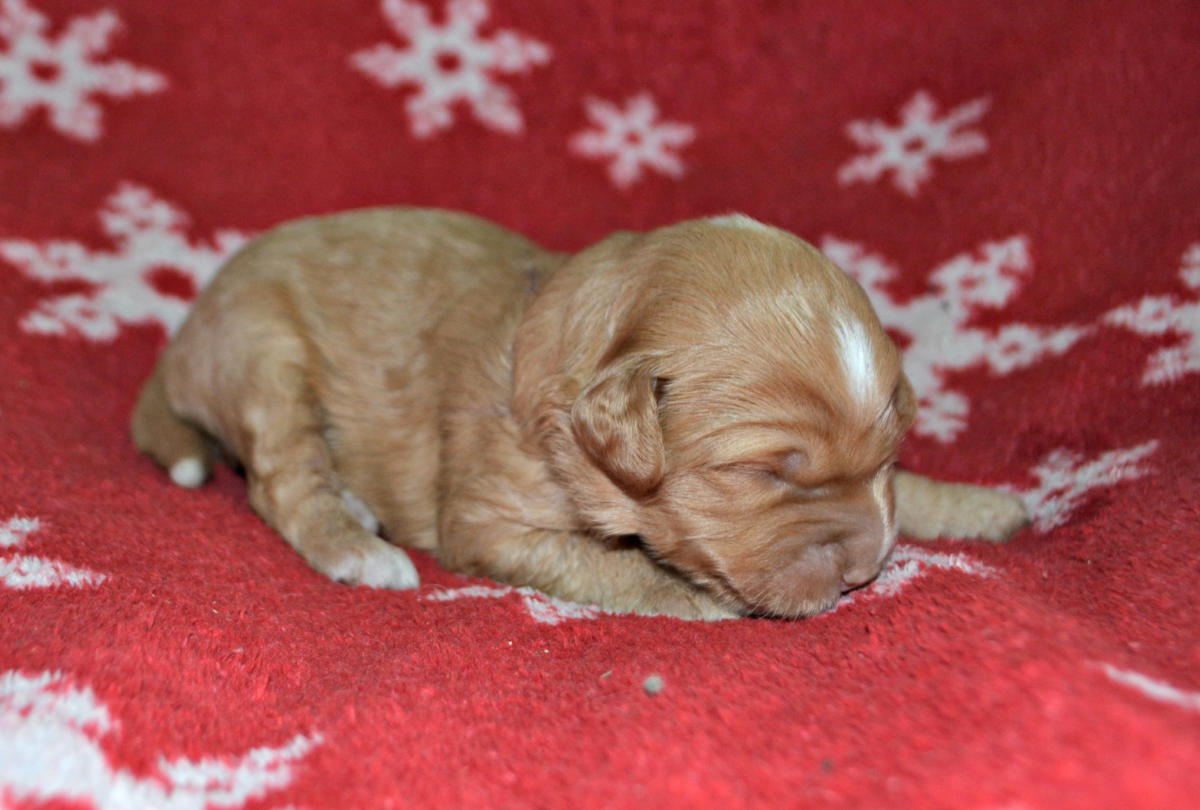 Canola- homed - Labe’s Australian Cobberdogs