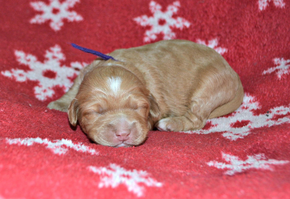 Canola- homed - Labe’s Australian Cobberdogs