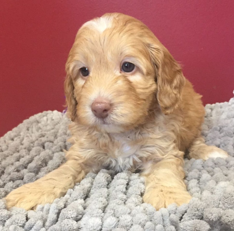 Canola- homed - Labe’s Australian Cobberdogs