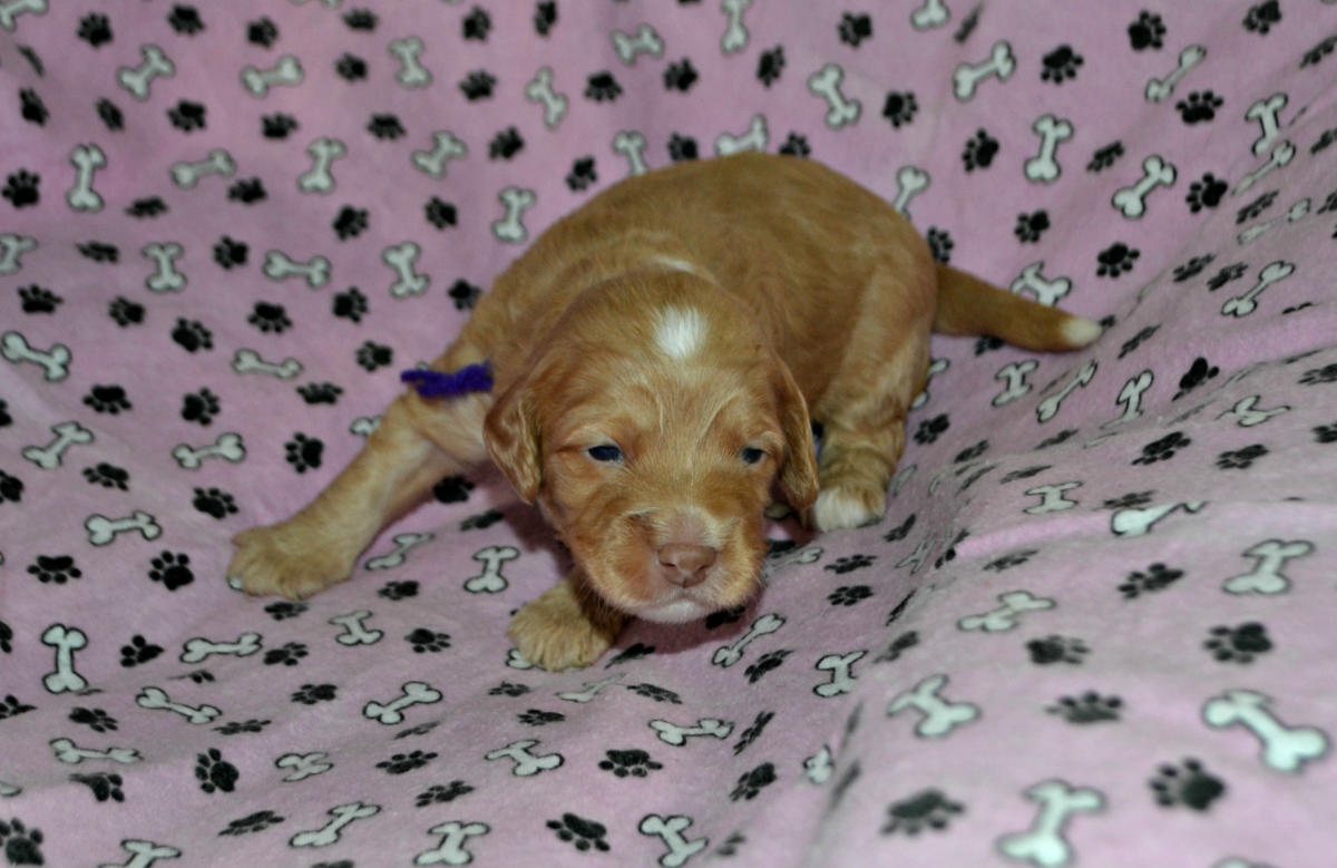 Canola- homed - Labe’s Australian Cobberdogs