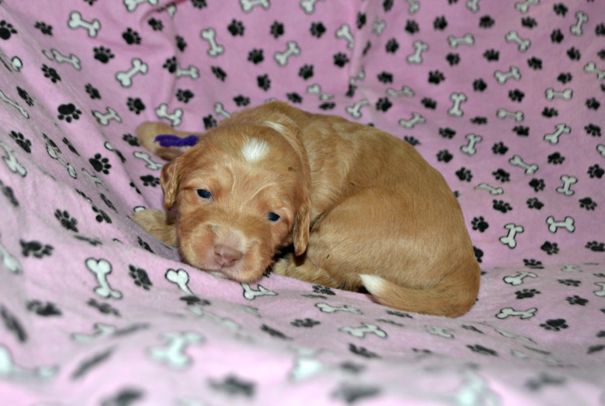 Canola- homed - Labe’s Australian Cobberdogs