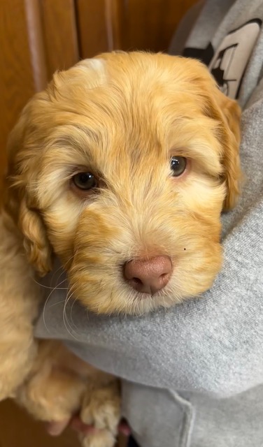 Canola- homed - Labe’s Australian Cobberdogs