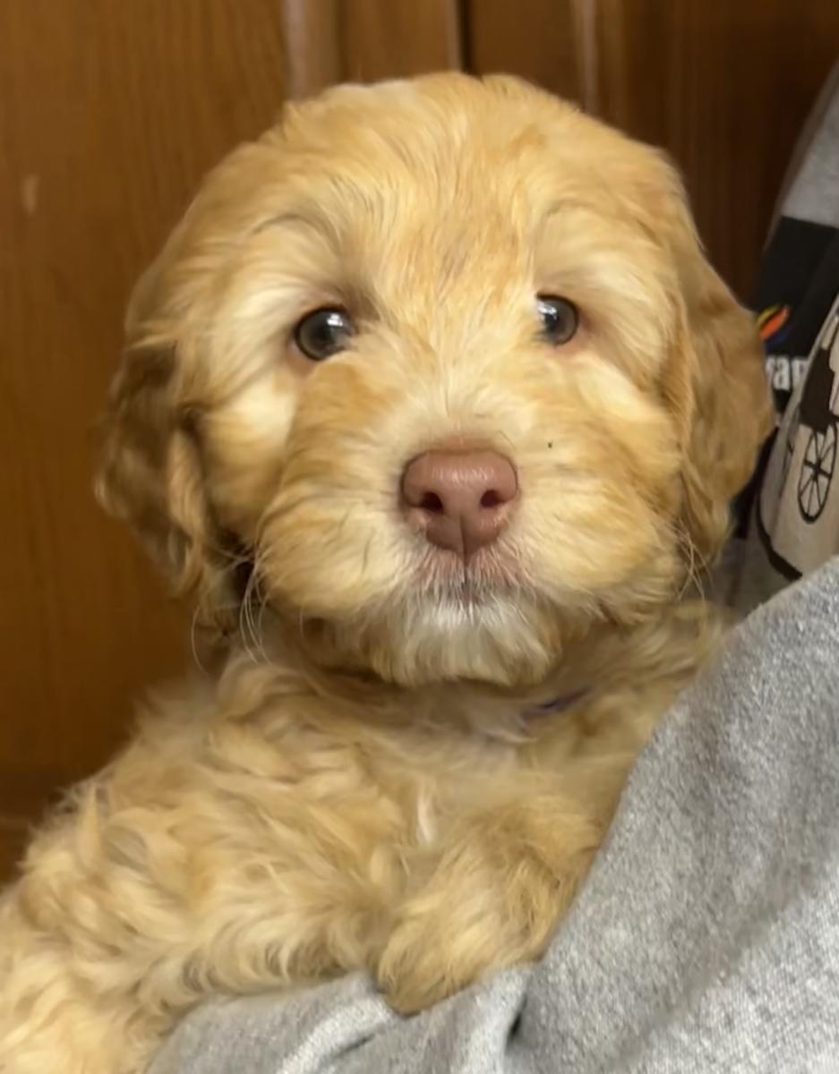 Canola- homed - Labe’s Australian Cobberdogs