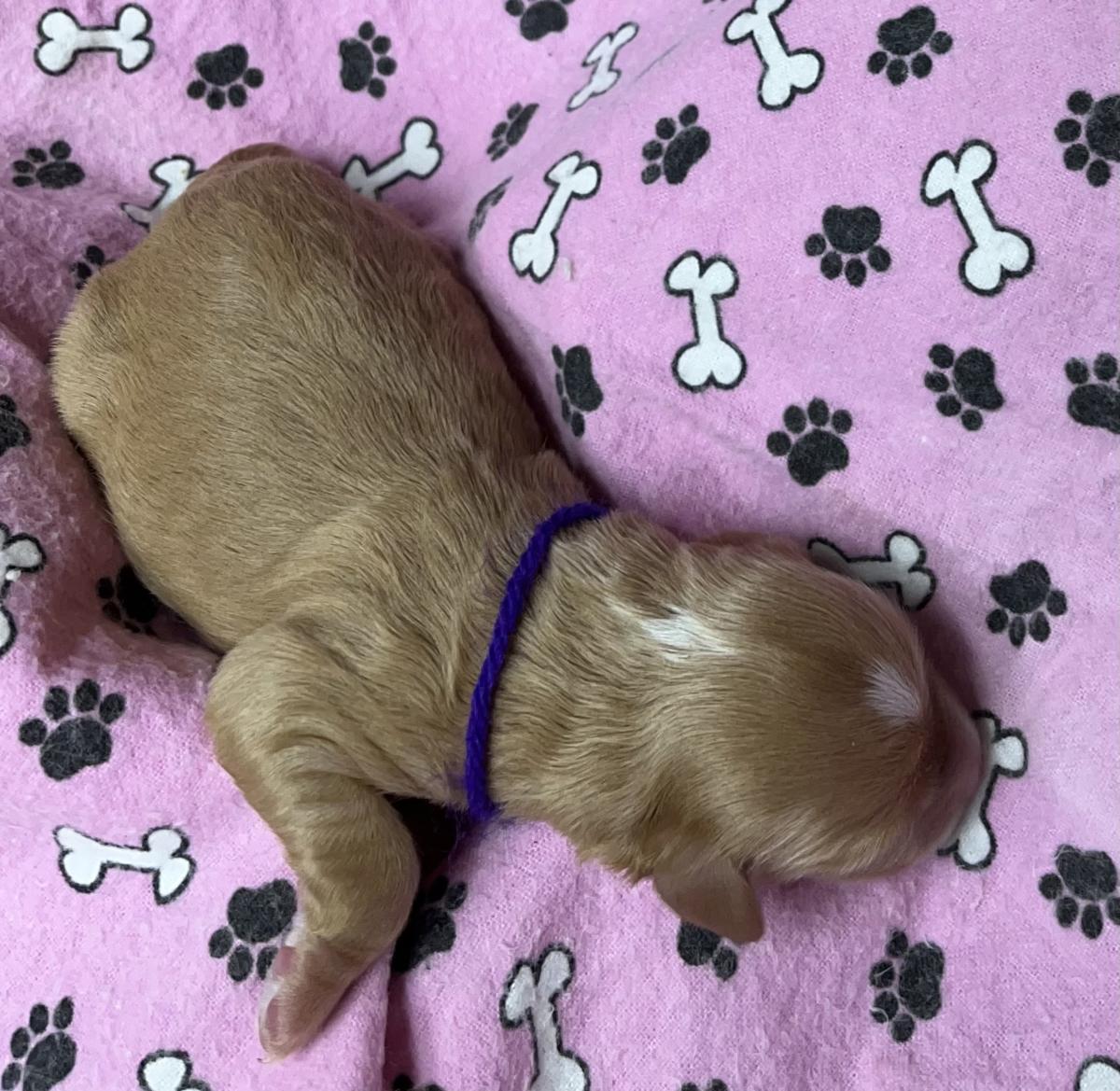 Canola- homed - Labe’s Australian Cobberdogs