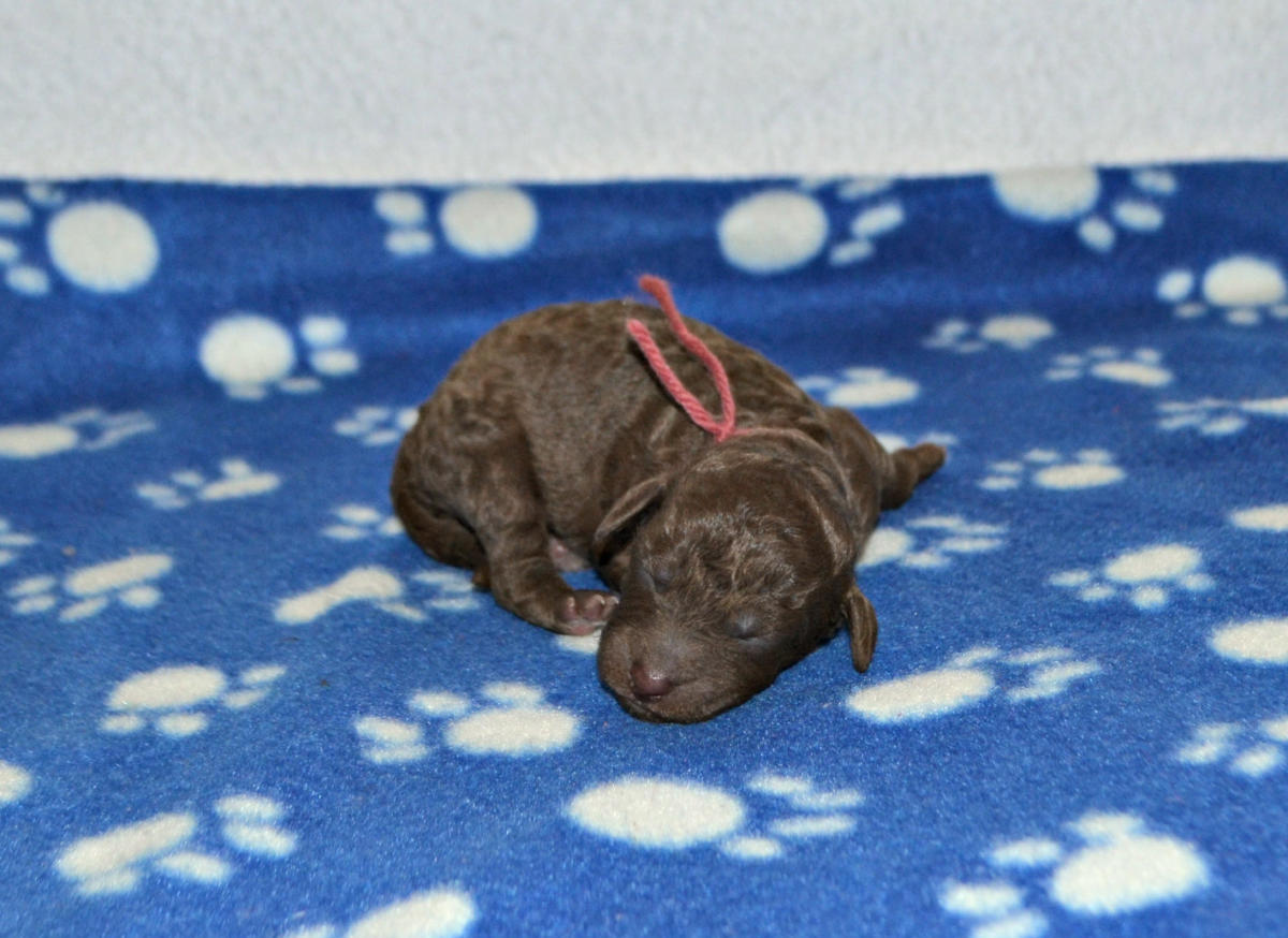 Luna- homed - Labe’s Australian Cobberdogs