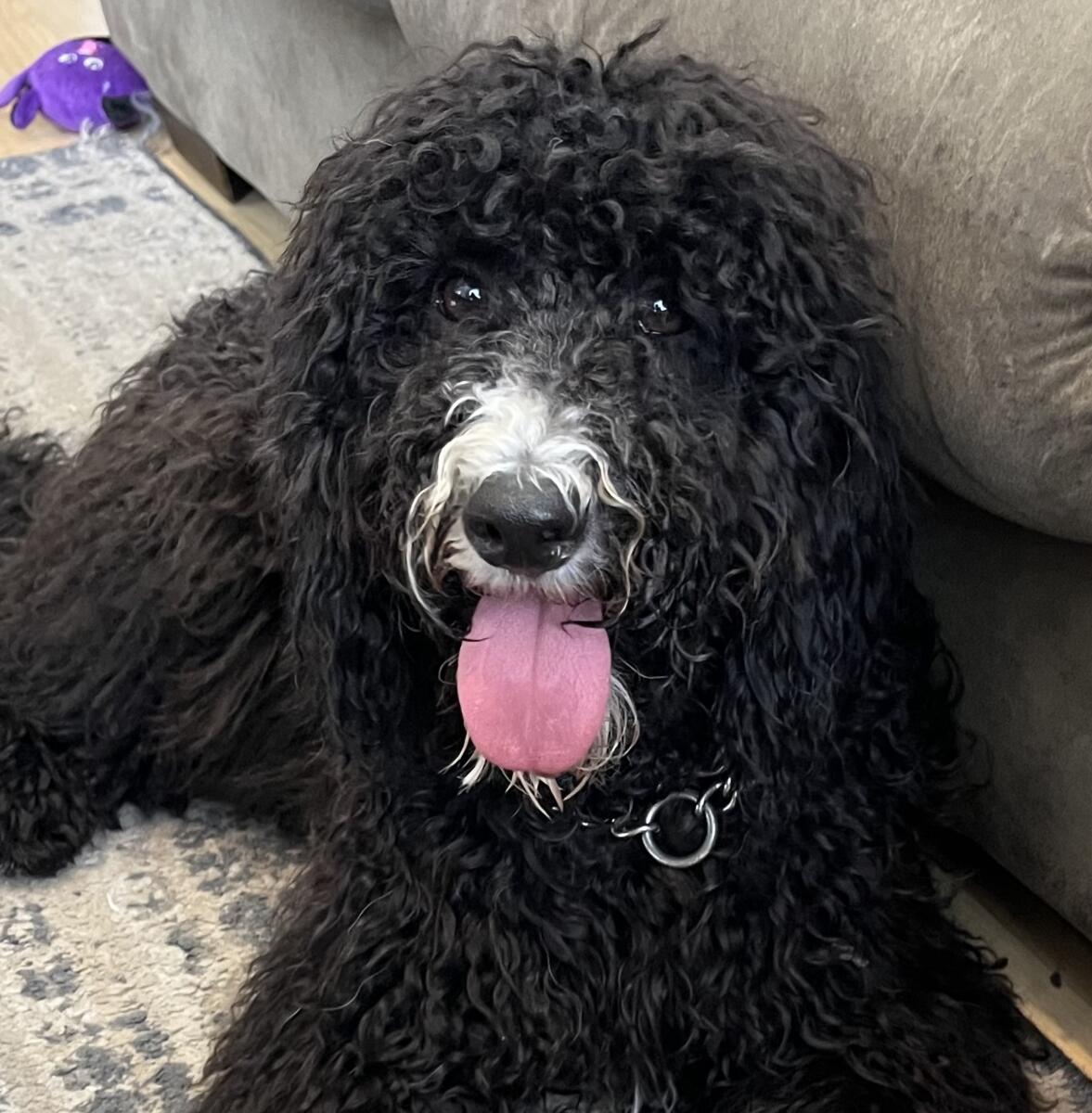 Tippy - Labe’s Australian Cobberdogs