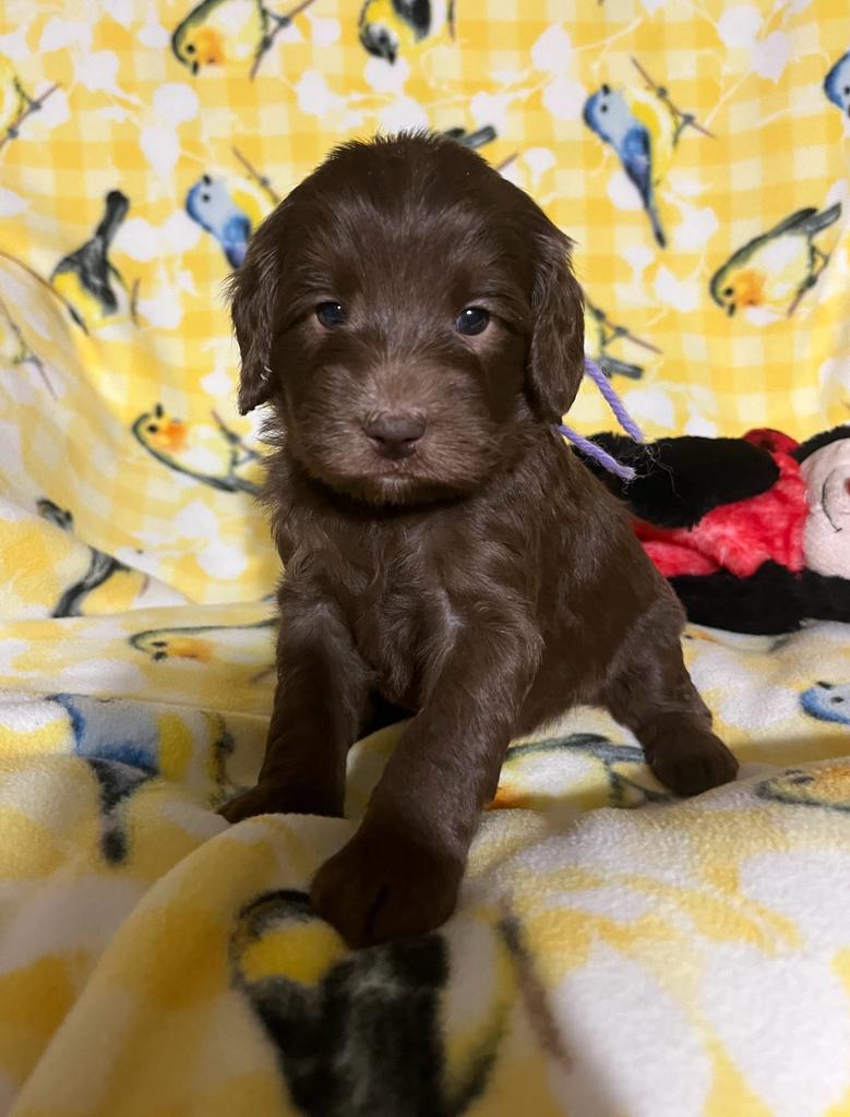 Lainey-Homed - Labe’s Australian Cobberdogs