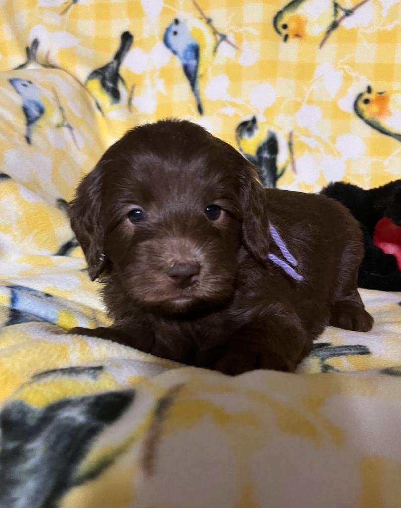 Lainey-Homed - Labe’s Australian Cobberdogs