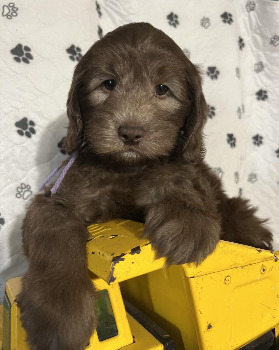 Lainey-Homed - Labe’s Australian Cobberdogs