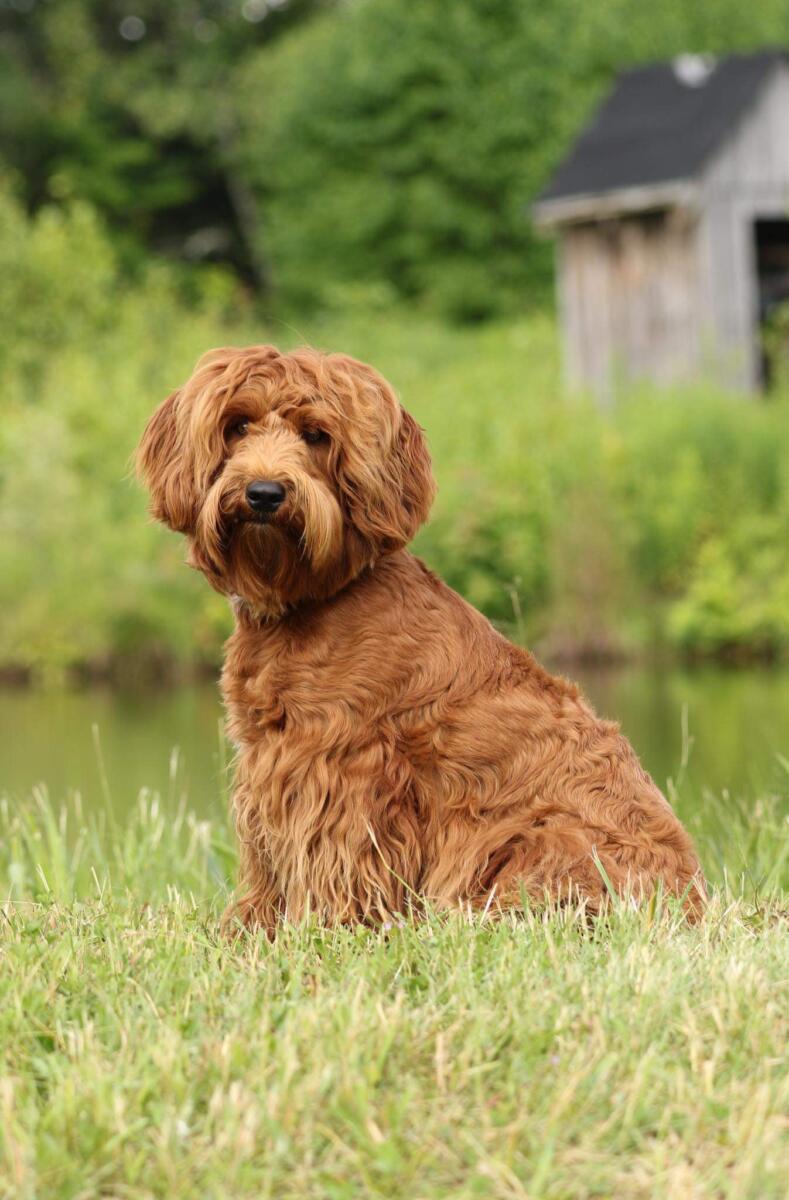 Honey/Soniks Summer 2024 - Labe’s Australian Cobberdogs