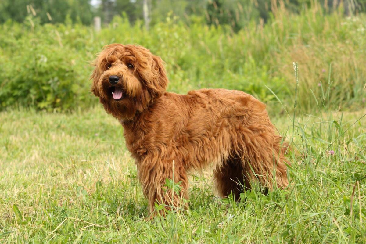 Soniks - Labe’s Australian Cobberdogs